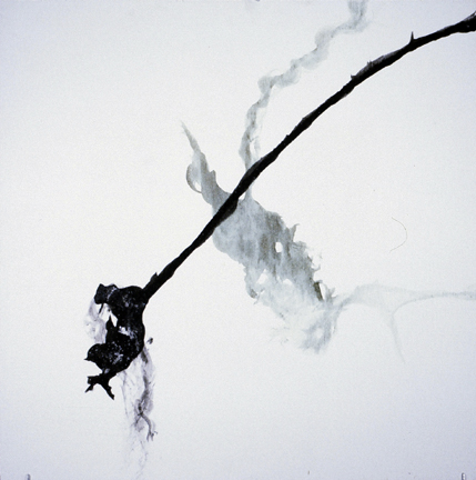 Made by Worms - Denise Tassin | Artist