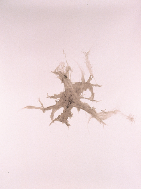 Made by Worms - Denise Tassin | Artist