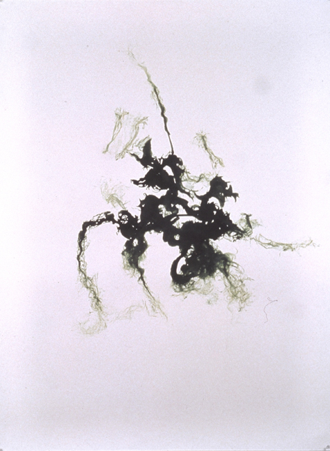 Made by Worms - Denise Tassin | Artist